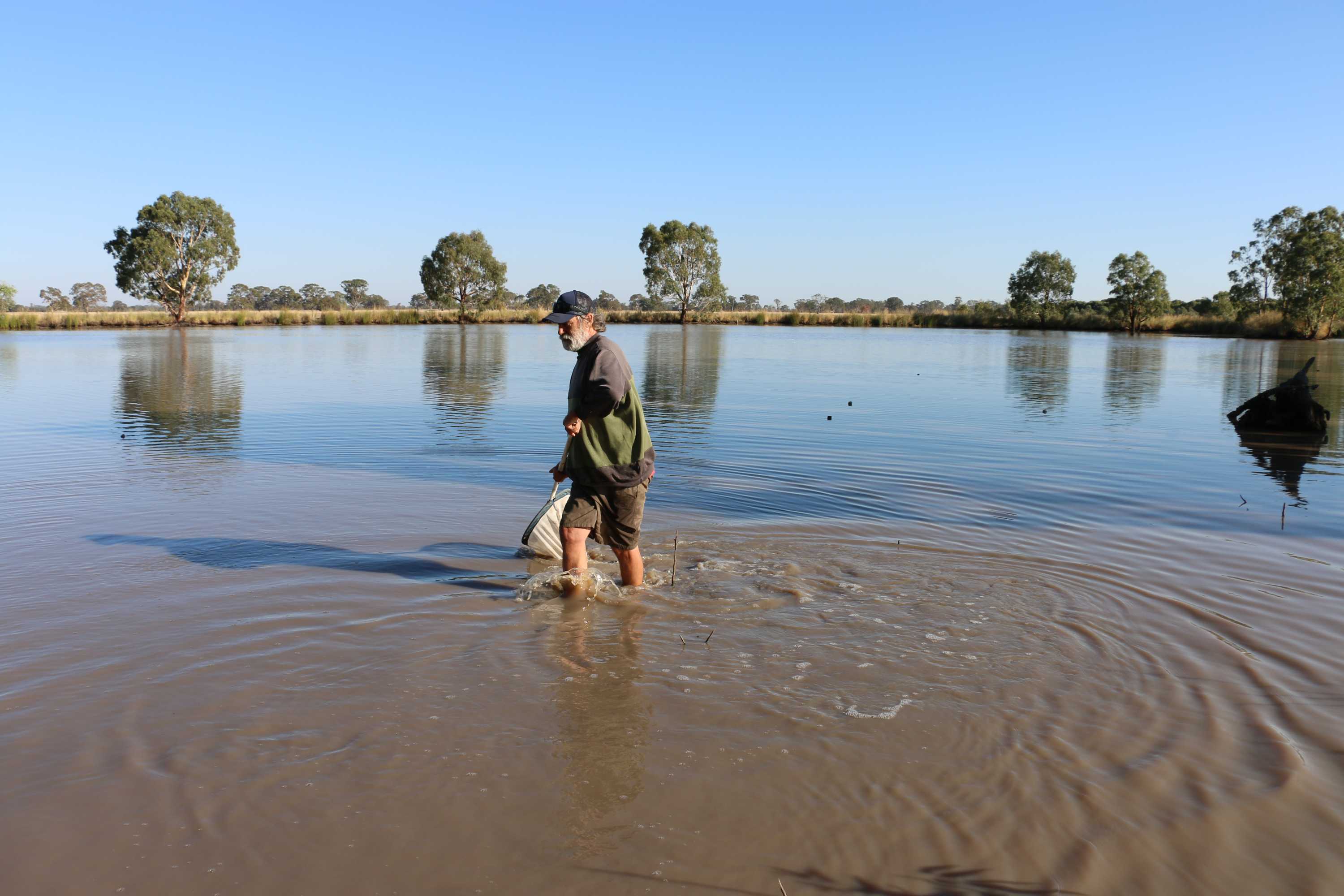 Yabbies back in abundance for western Victoria farmer after drought ...