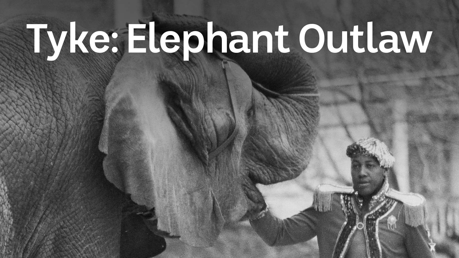 Tyke Elephant Outlaw - ABC Content Sales