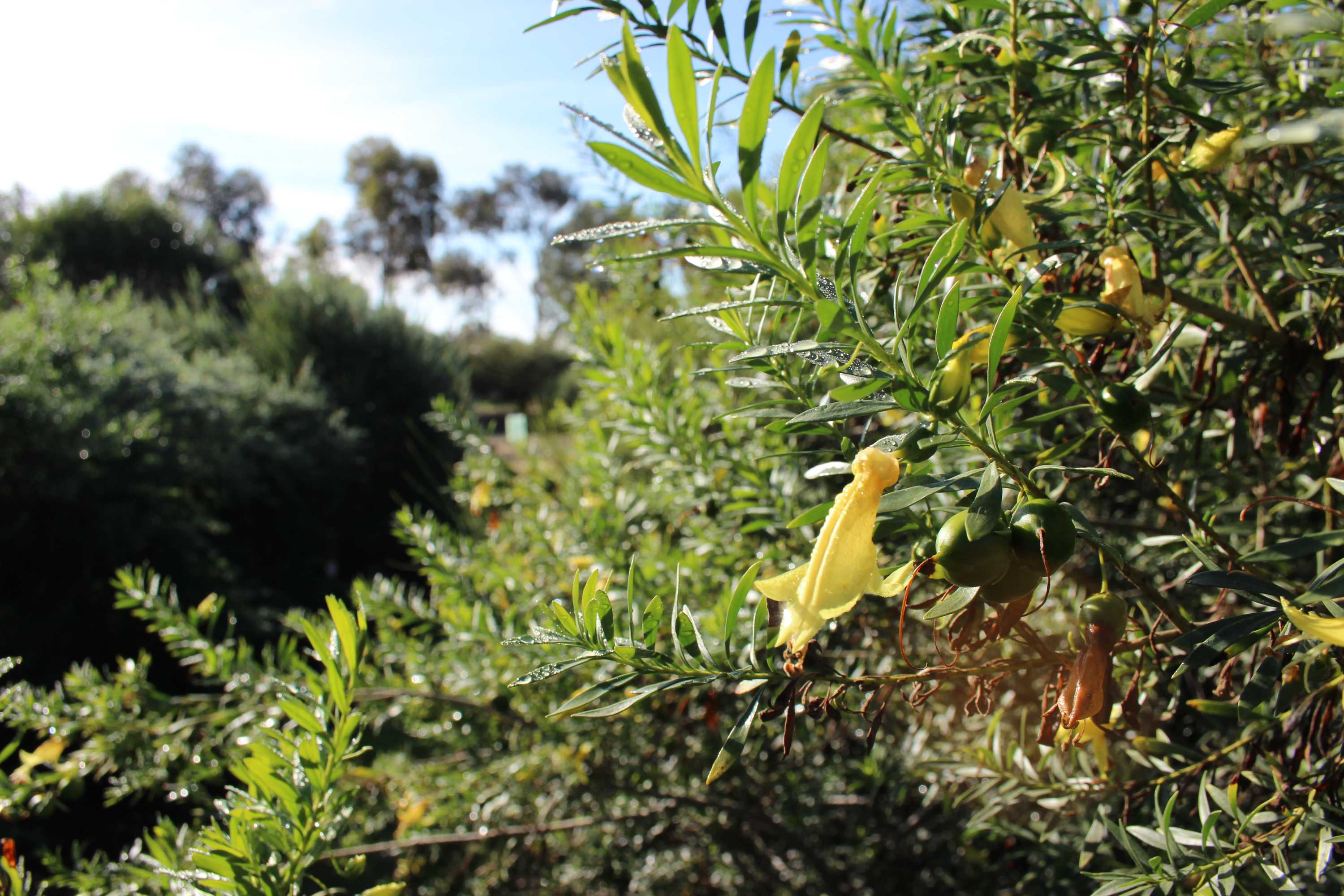 Walpeup Dryland Memorial Garden - ABC Radio National