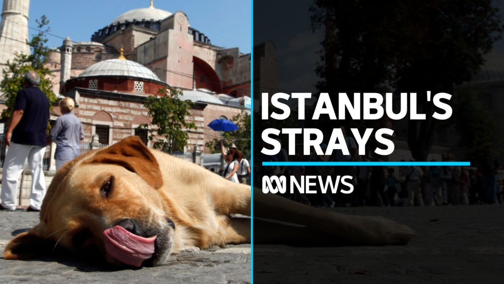 The much loved stray cats and dogs of Istanbul - ABC News