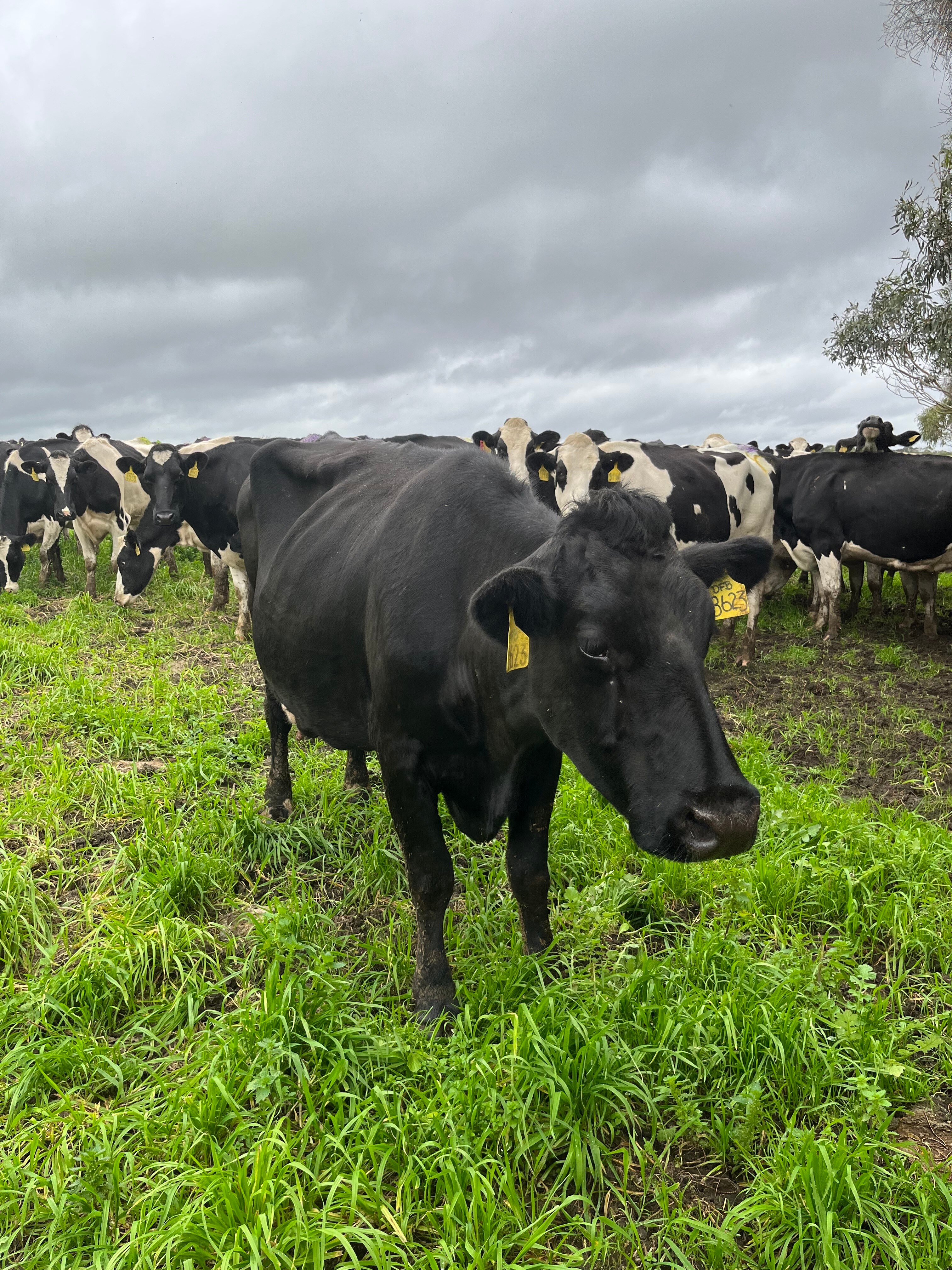 South Australian Country Hour - ABC listen