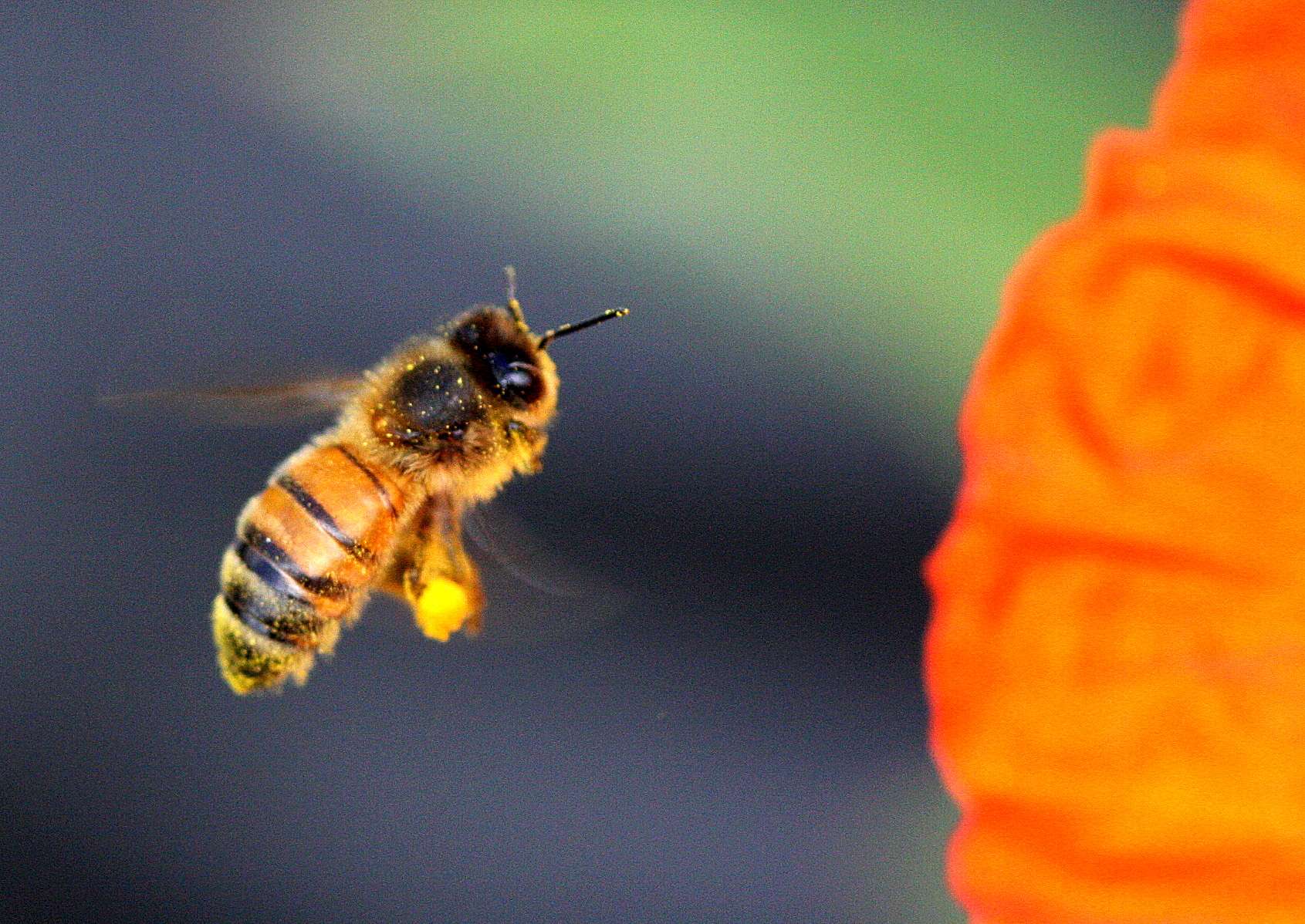 World-first app will help protect bees from crop sprays and pesticides ...