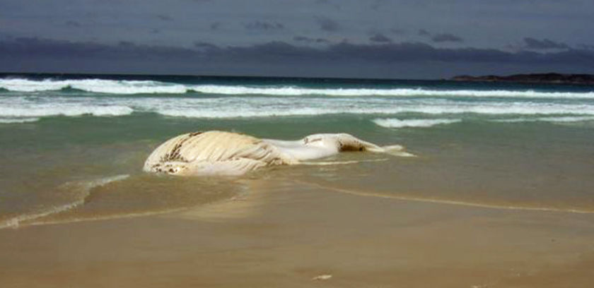Whale carcass left to decay - ABC News