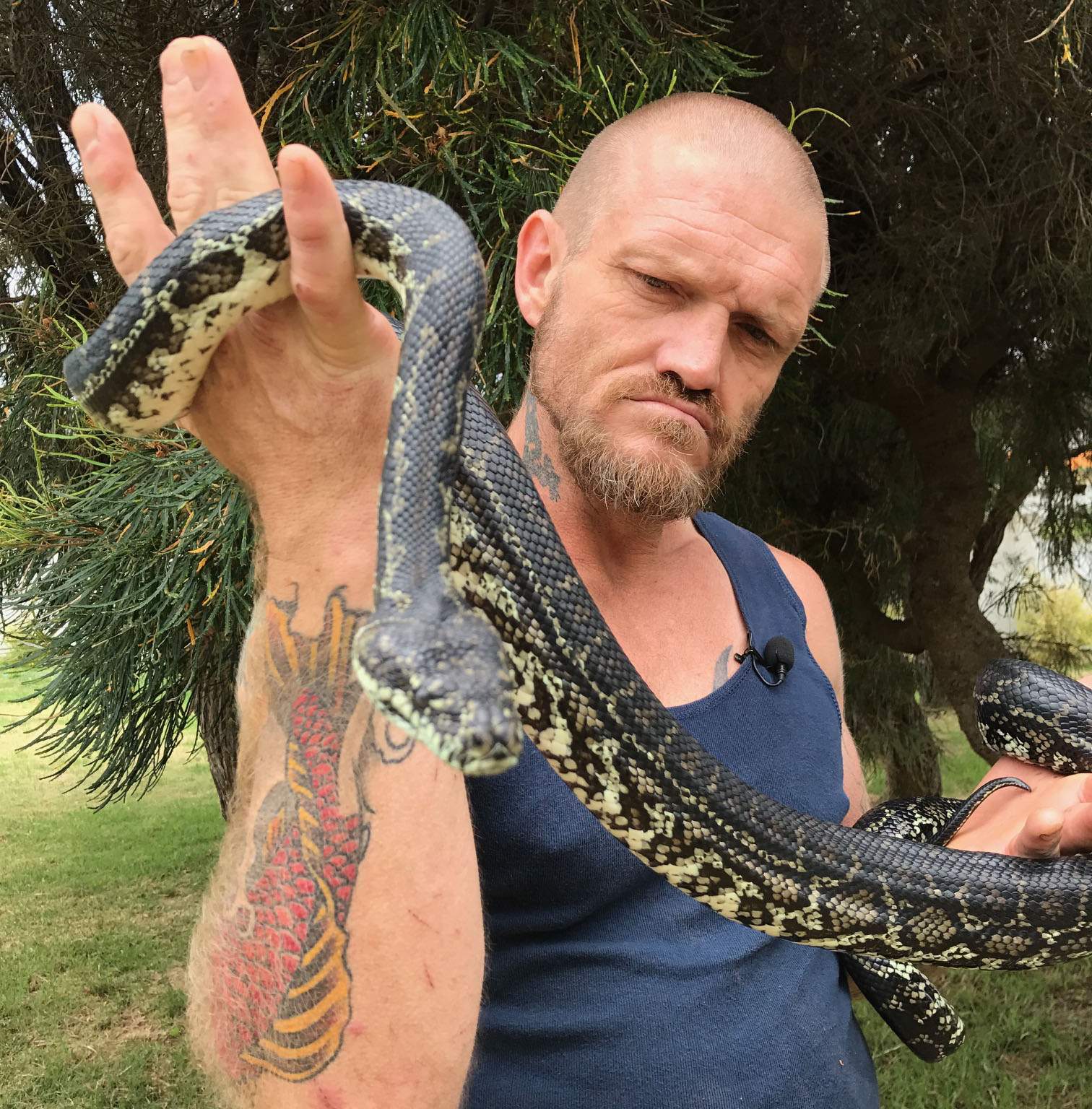 Killing a snake is a risk to your health and the law means it may come ...