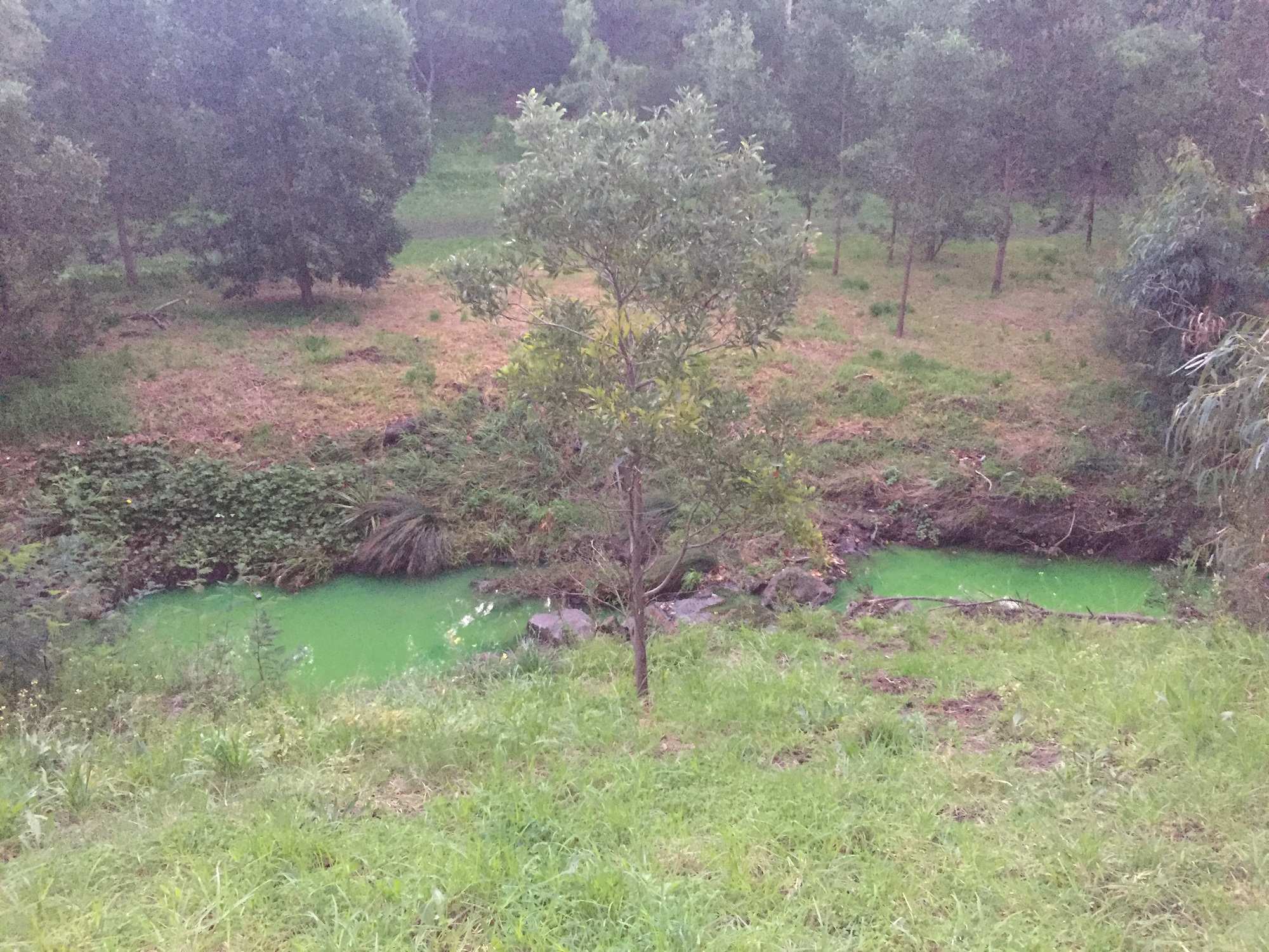 Essendon's Five Mile Creek in Melbourne turns fluorescent green from ...