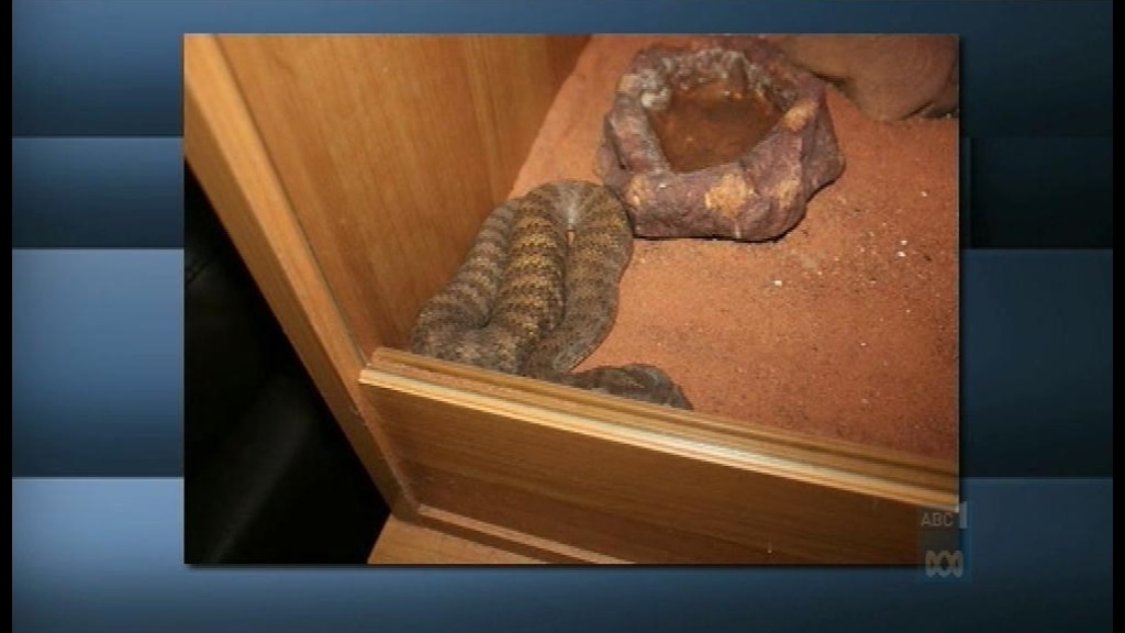 Guns and snake seized in raid - ABC News