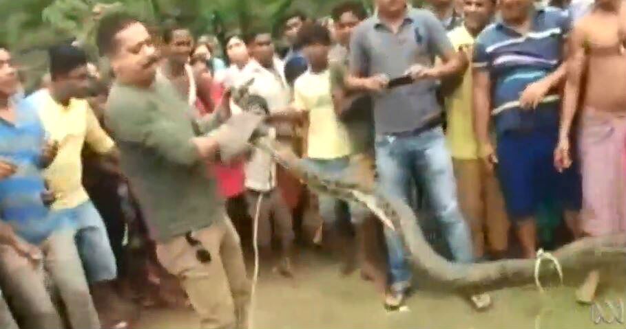 Rescued python puts the squeeze on forest ranger in India - ABC News
