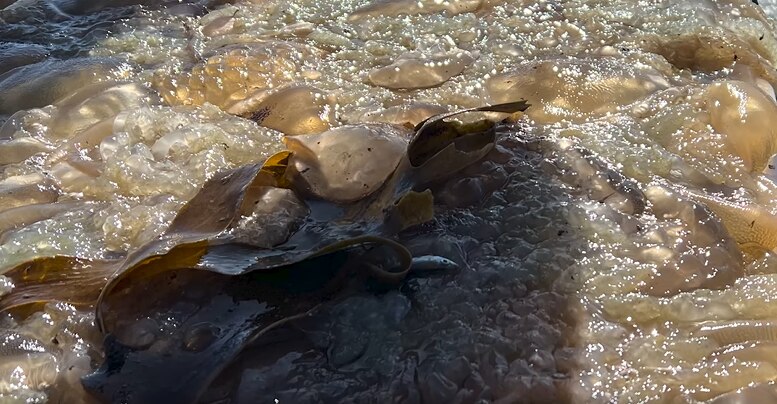 Hawkesbury River jelly blubber boom forces fishermen to find second ...