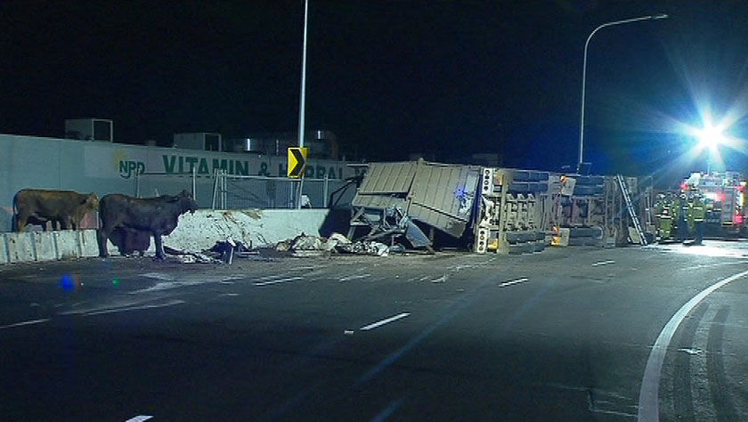 Minister orders safety review after cattle truck crash - ABC News