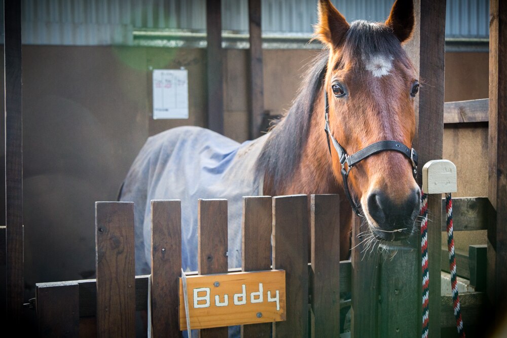 Buddy the horse a frontrunner in inaugural Riding for the Disabled ...