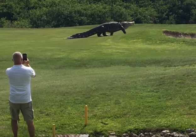 Giant alligator stalks Buffalo Creek Golf Course in Florida - ABC News