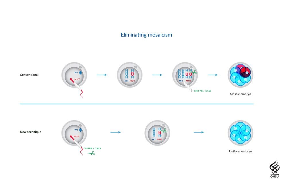 What you need to know about scientists fixing mutant genes - ABC News