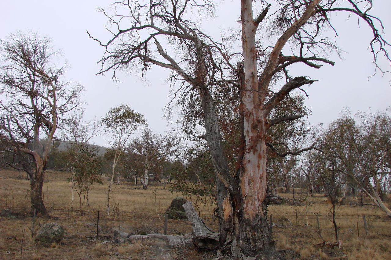 Dieback spread needs to be contained - ABC News