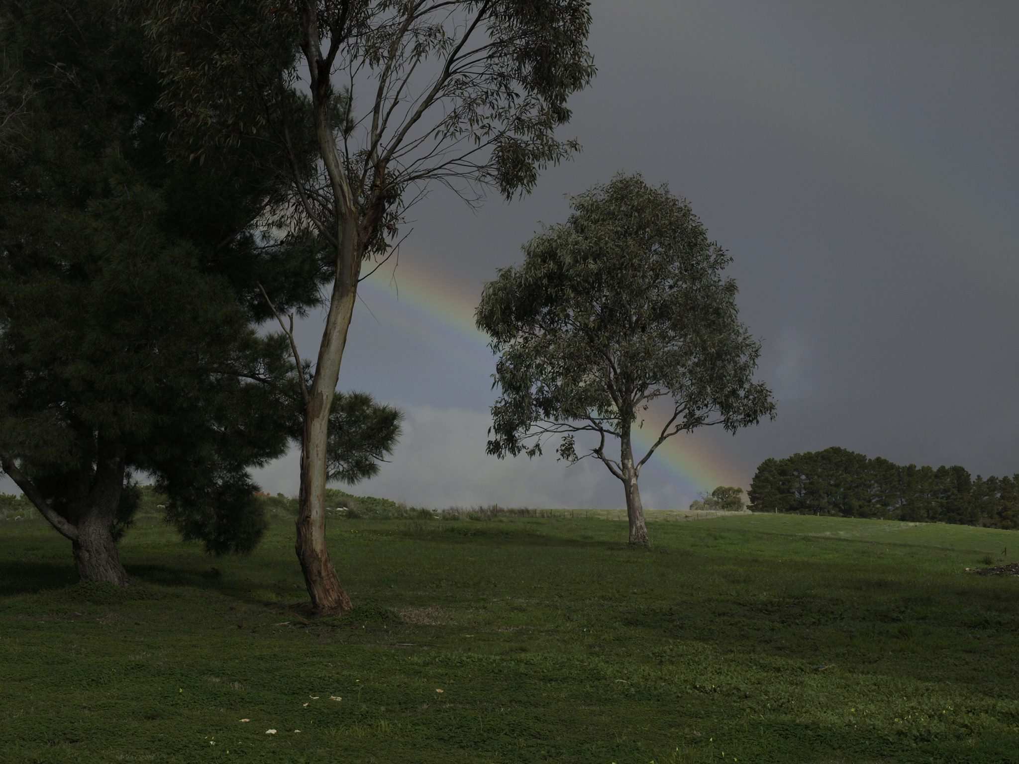 National Tree Day: A selection of some of Australia's favourite trees ...
