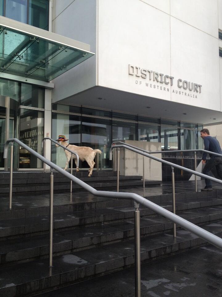 Gary the goat in Perth District Court appearance - ABC News