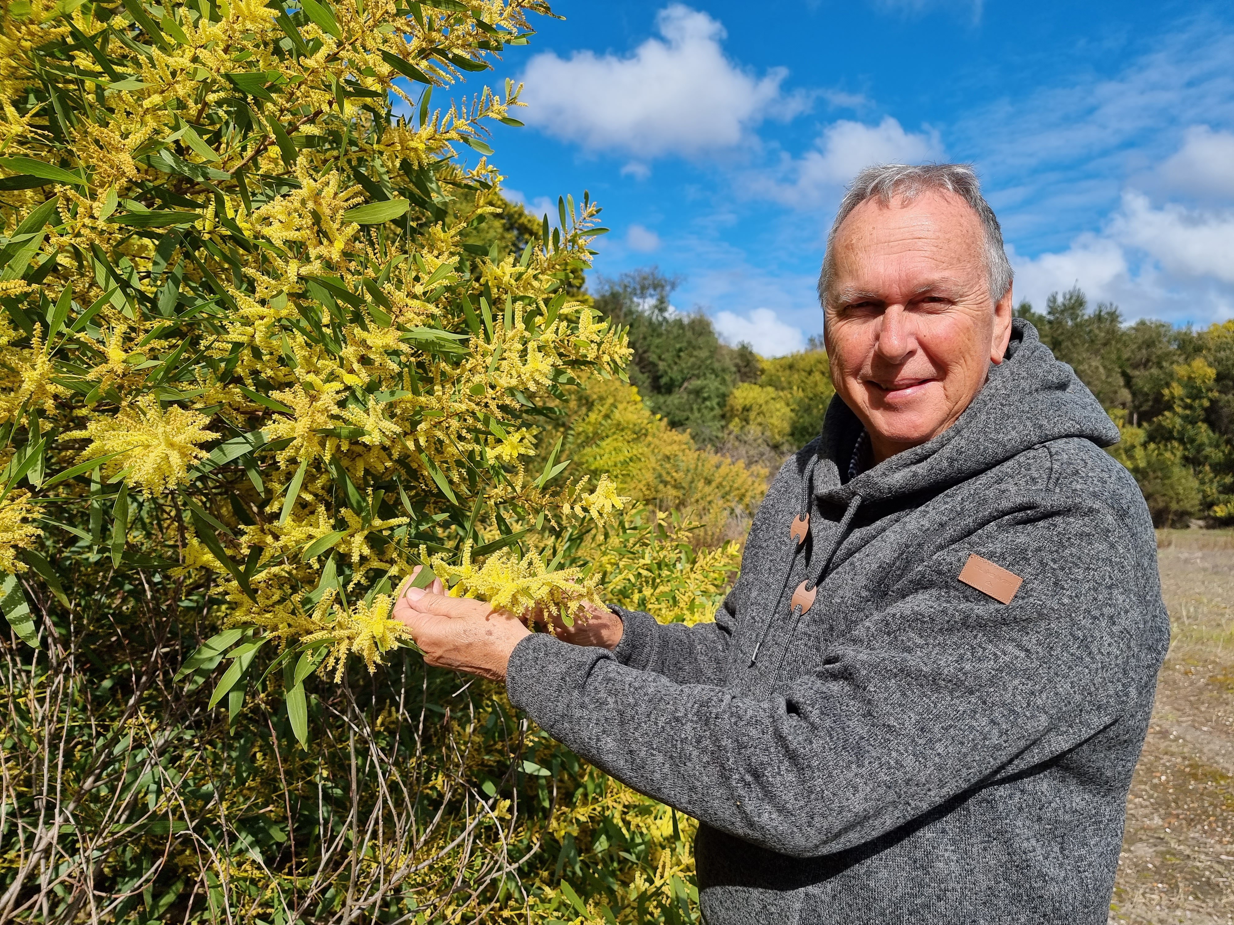 War on invasive Sydney golden wattle rages in WA as its native ...