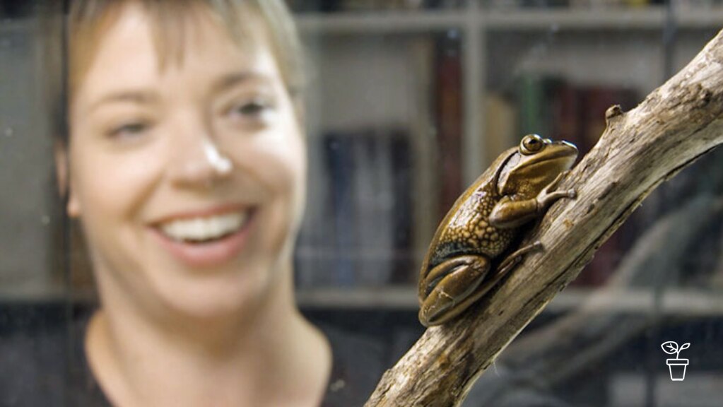 My Garden Path - Dr Jodi Rowley - Gardening Australia