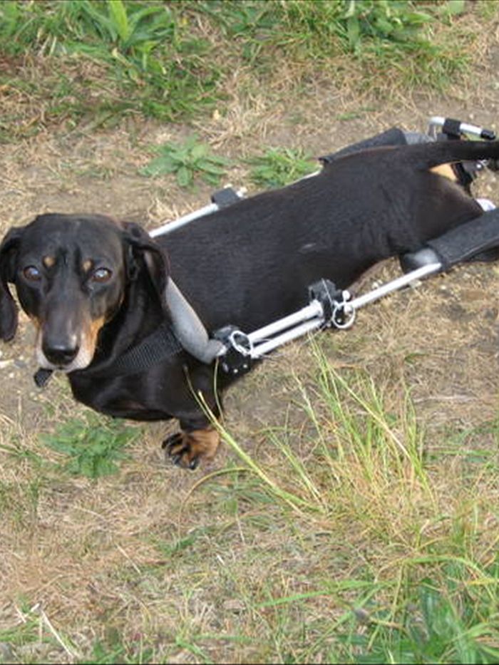 Canine spine repair promising for people with severe injury - ABC listen