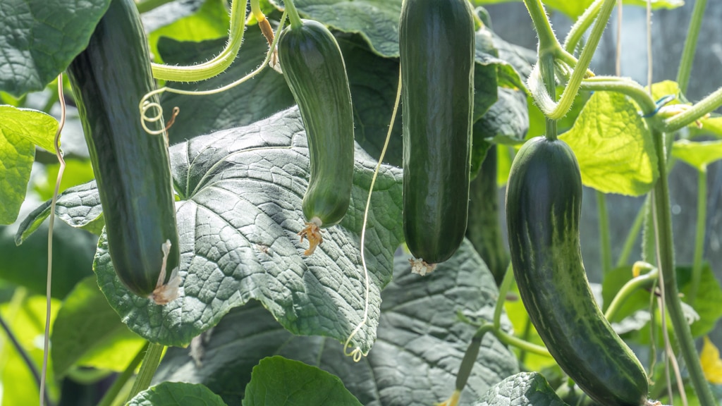 Cucumber - Gardening Australia