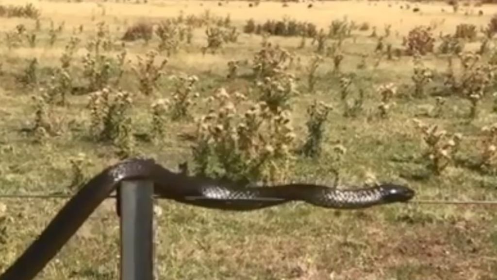 Ular macan ini sedang merambat di pagar perkebunan anggur di Tasmania ...