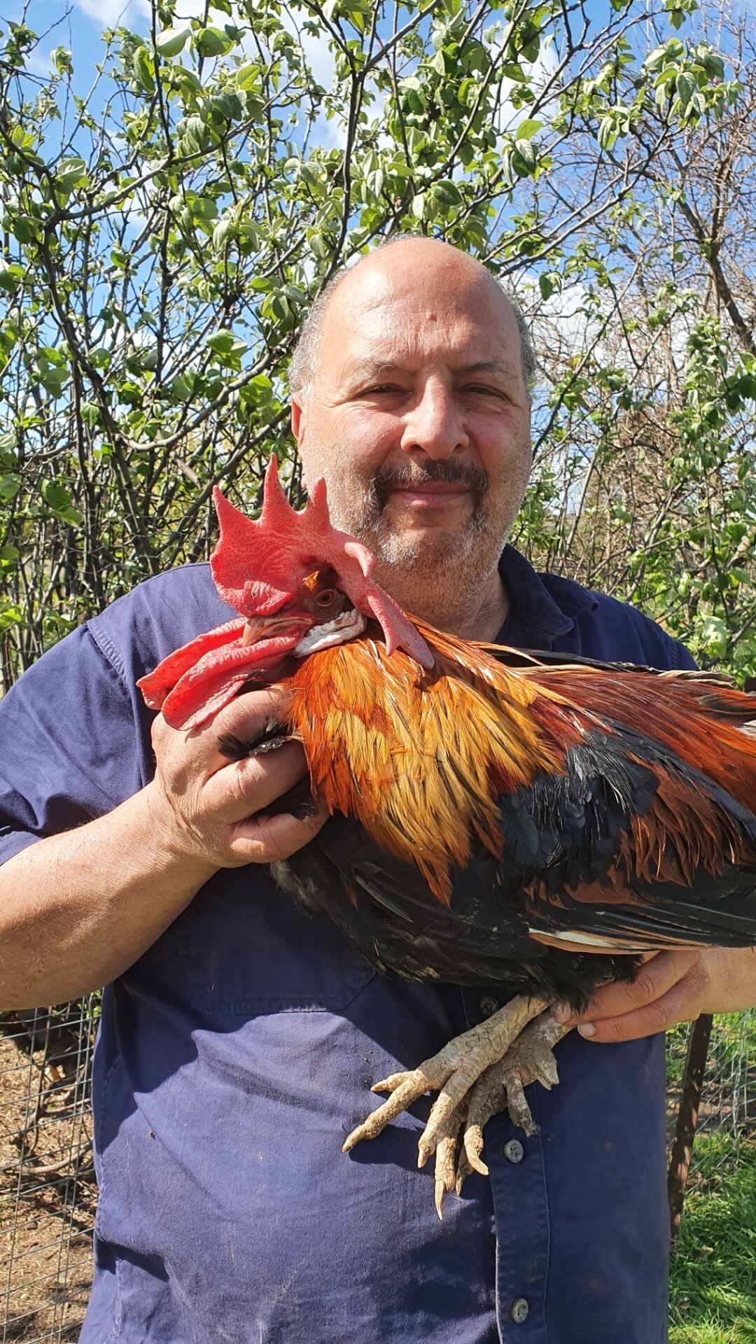 'Hard chicken' points the way out of business slump for old-fashioned ...
