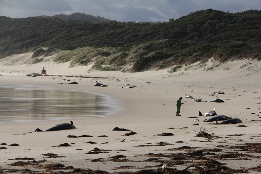 Beached whale deaths prompt shark warning in far east Gippsland - ABC News