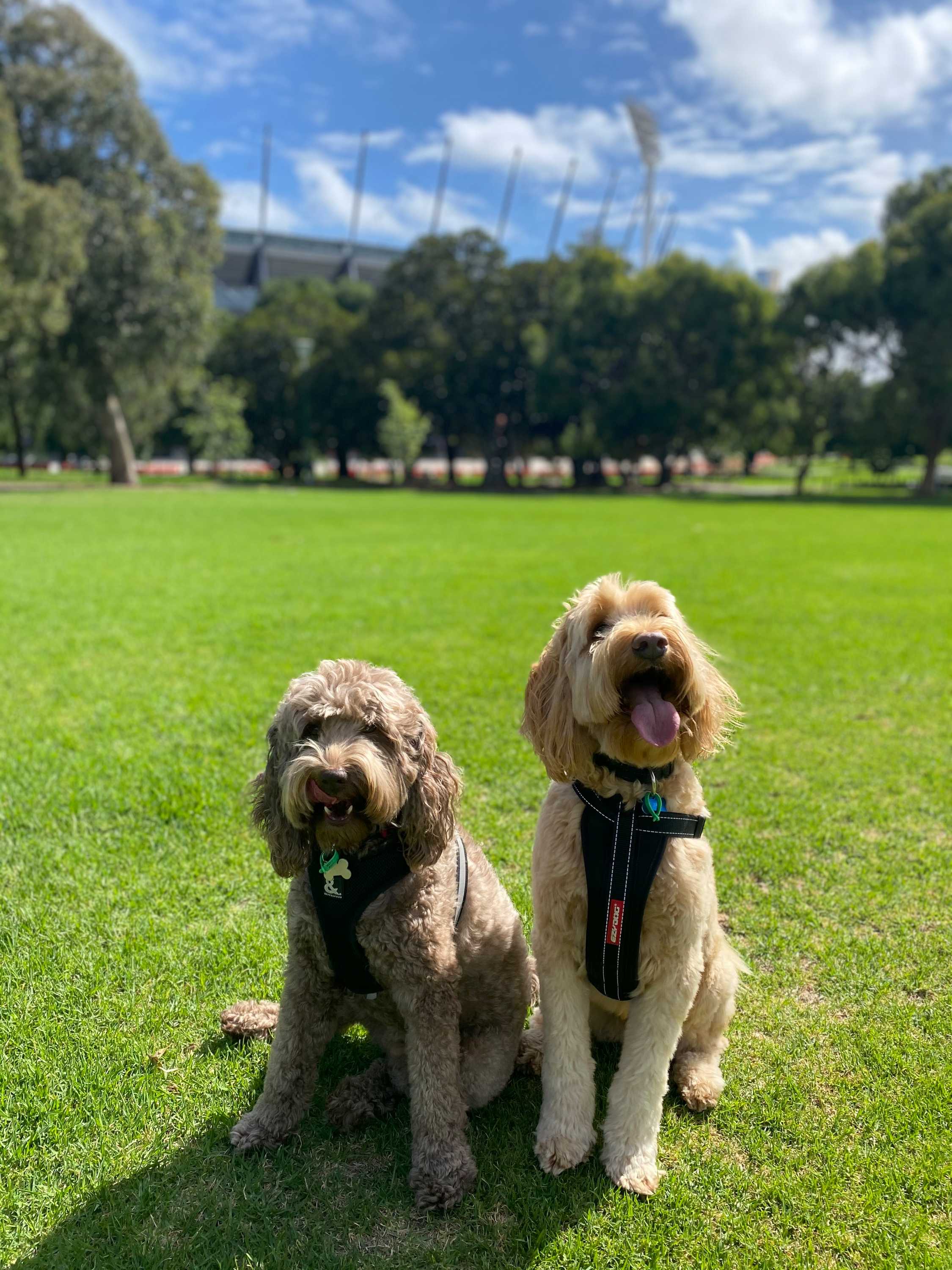 Dozens of dogs fall ill in gastro outbreak linked to inner city park ...