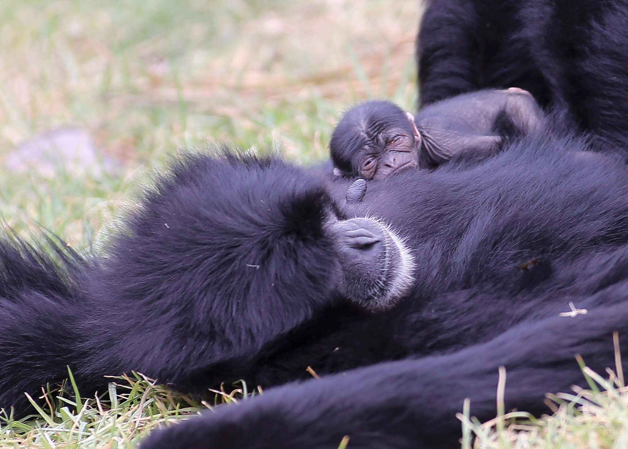 Baby siamang gibbon born at Canberra zoo a first for new parents Tunku ...