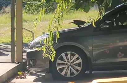 Fowl behaviour: birds behind broken windscreens in Canberra - ABC listen