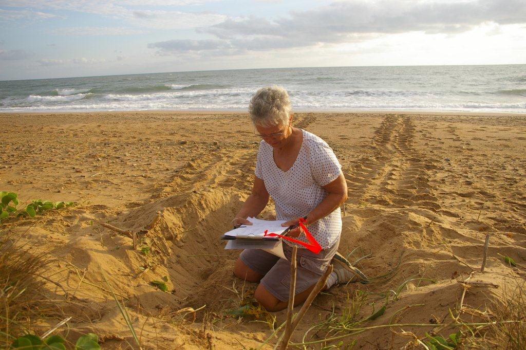 First turtles arrive to nest at Mon Repos Beach - ABC News