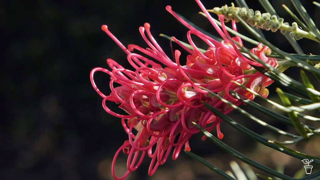 Hot Grevilleas - Gardening Australia