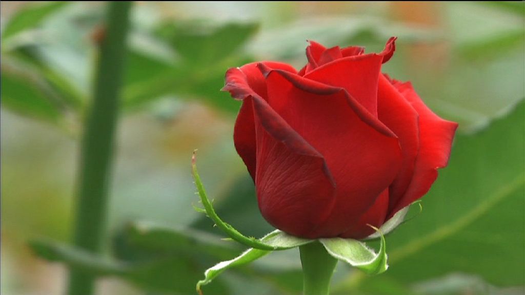 Smell the Roses - ABC News