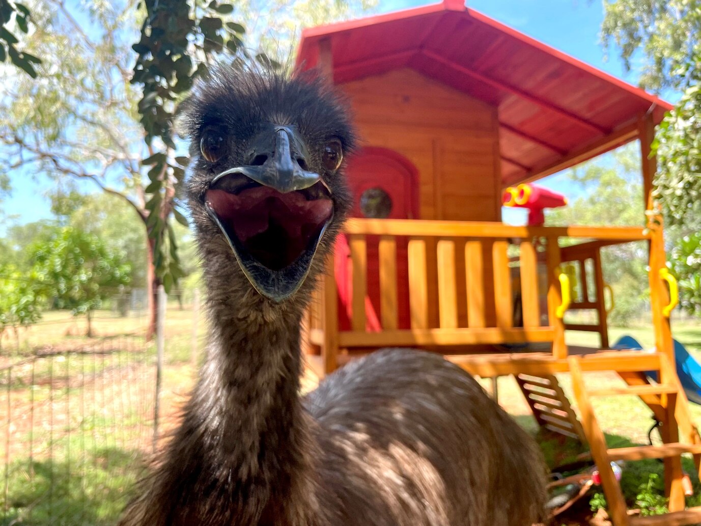 Bushy the Kimberley emu lives the high life at Derby animal sanctuary ...
