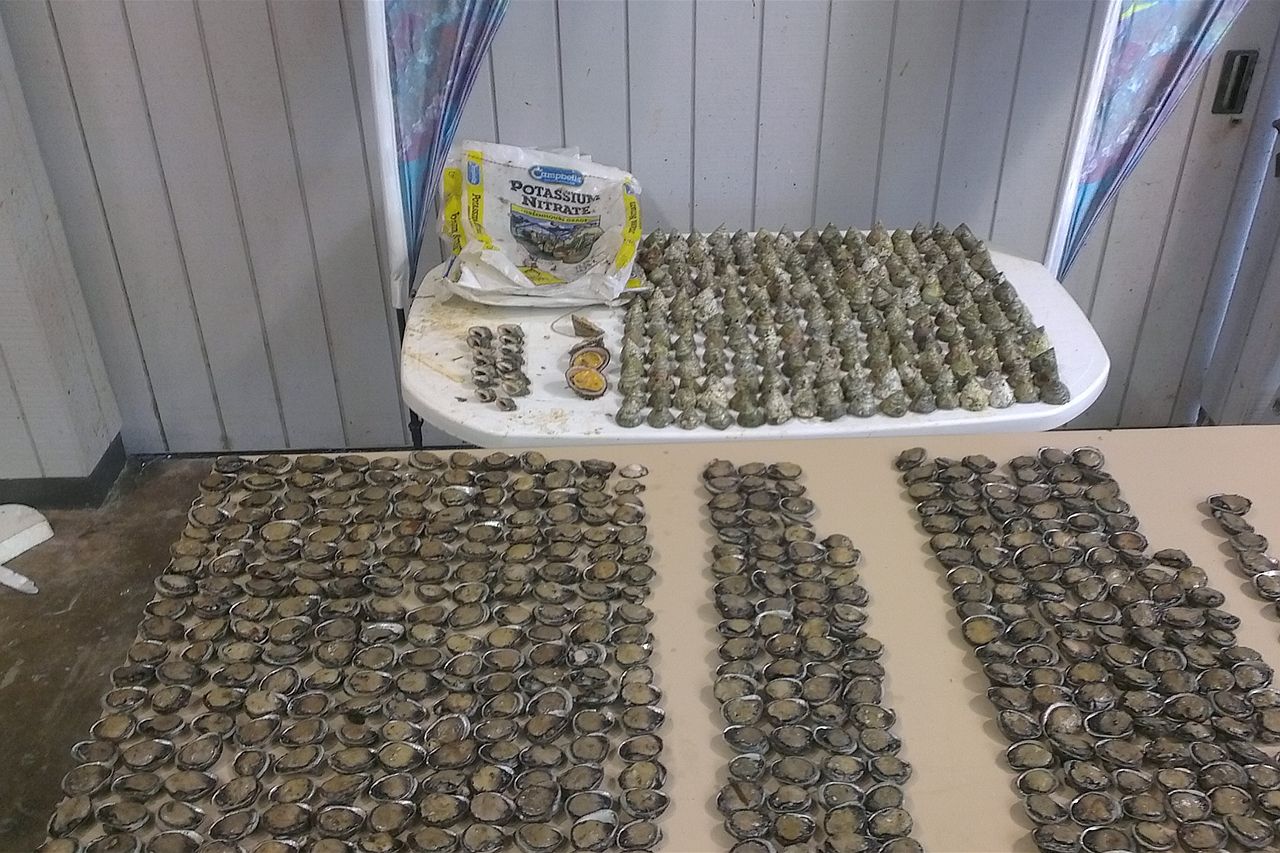 Big illegal abalone haul in WA - ABC News