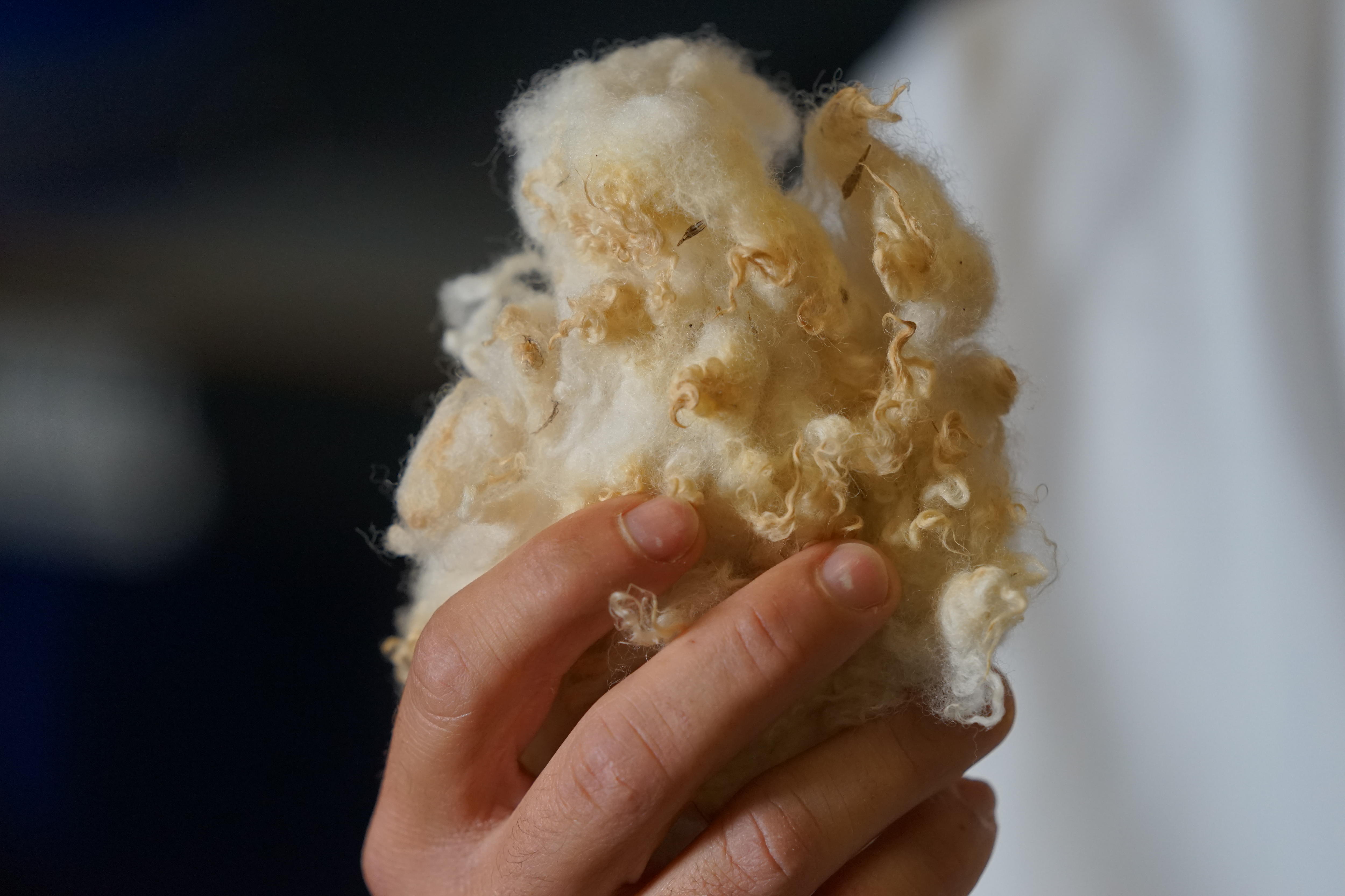 Waste not want not: Low-grade wool in high value solutions - ABC News