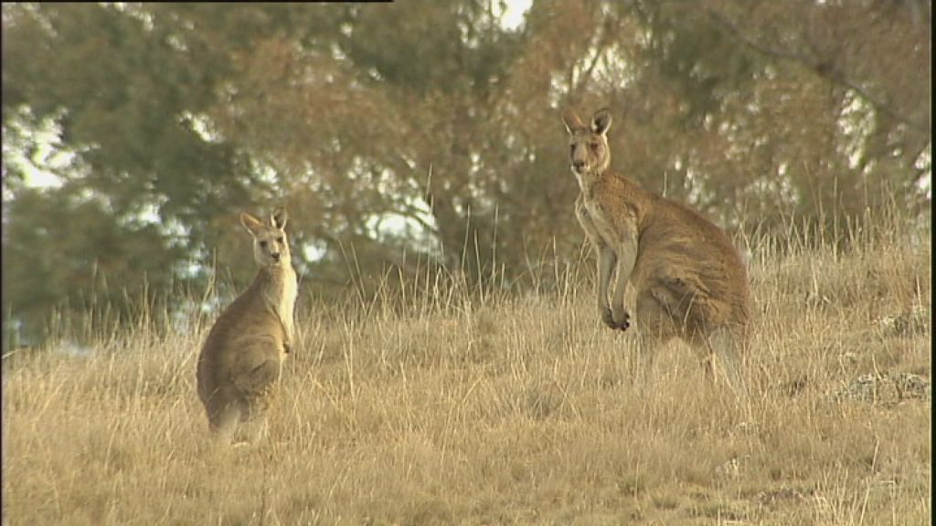 Protestors win stay on ACT kangaroo cull - ABC News