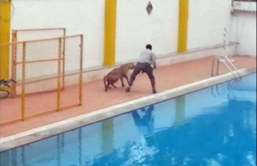 Leopard mauls six people at Indian school - ABC News
