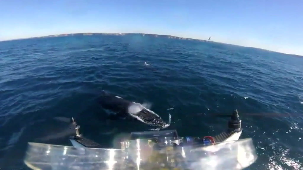 Drone flies through whale snot for science - ABC News