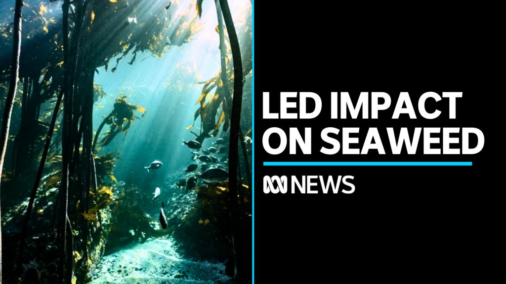 App aims to help visually impaired hail buses - ABC News