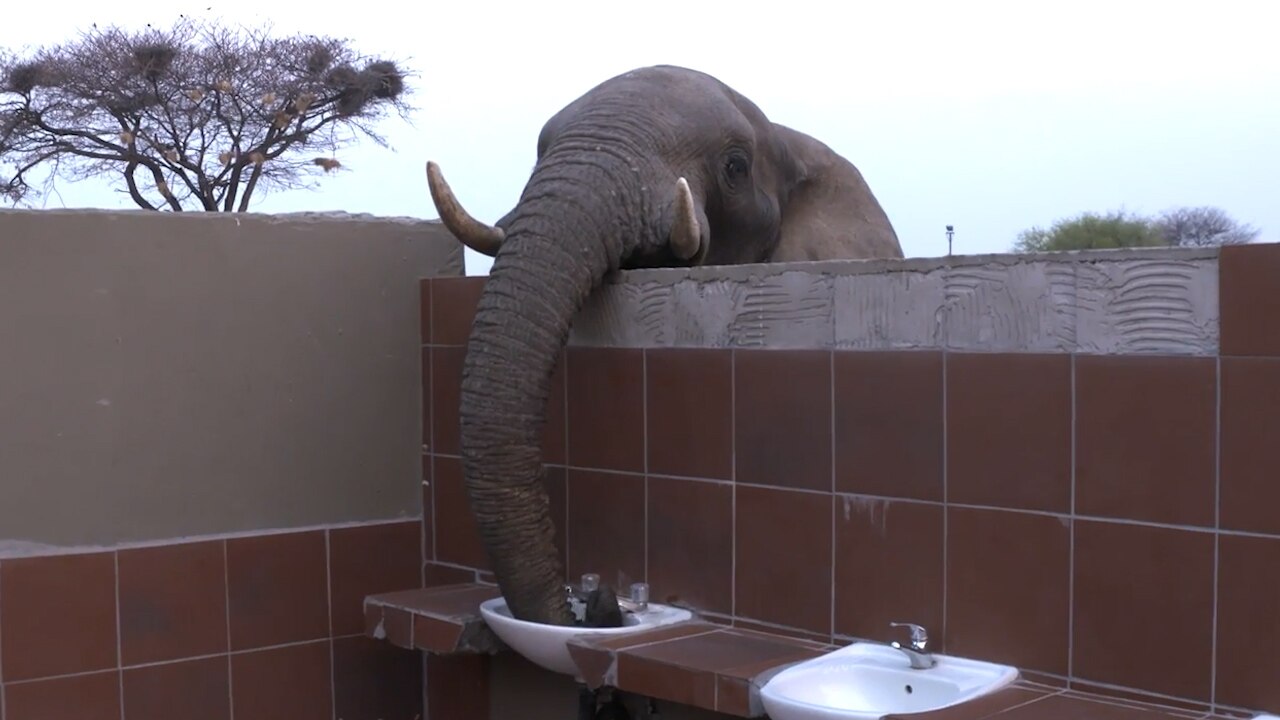 Elephants and humans are coming into conflict in Botswana. - ABC News