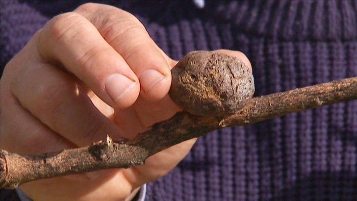 Fighting Fruit Fly - Gardening Australia