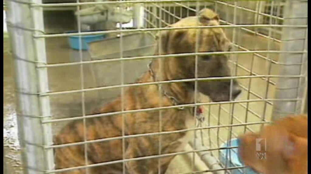 Defining dangerous dogs - ABC News