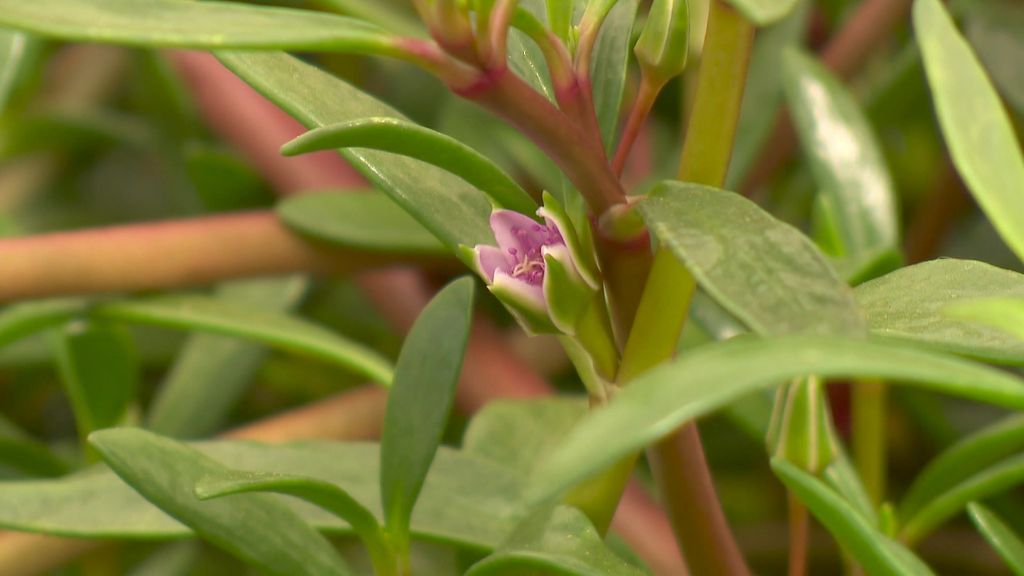 Forage Future: Farming bush foods - ABC News