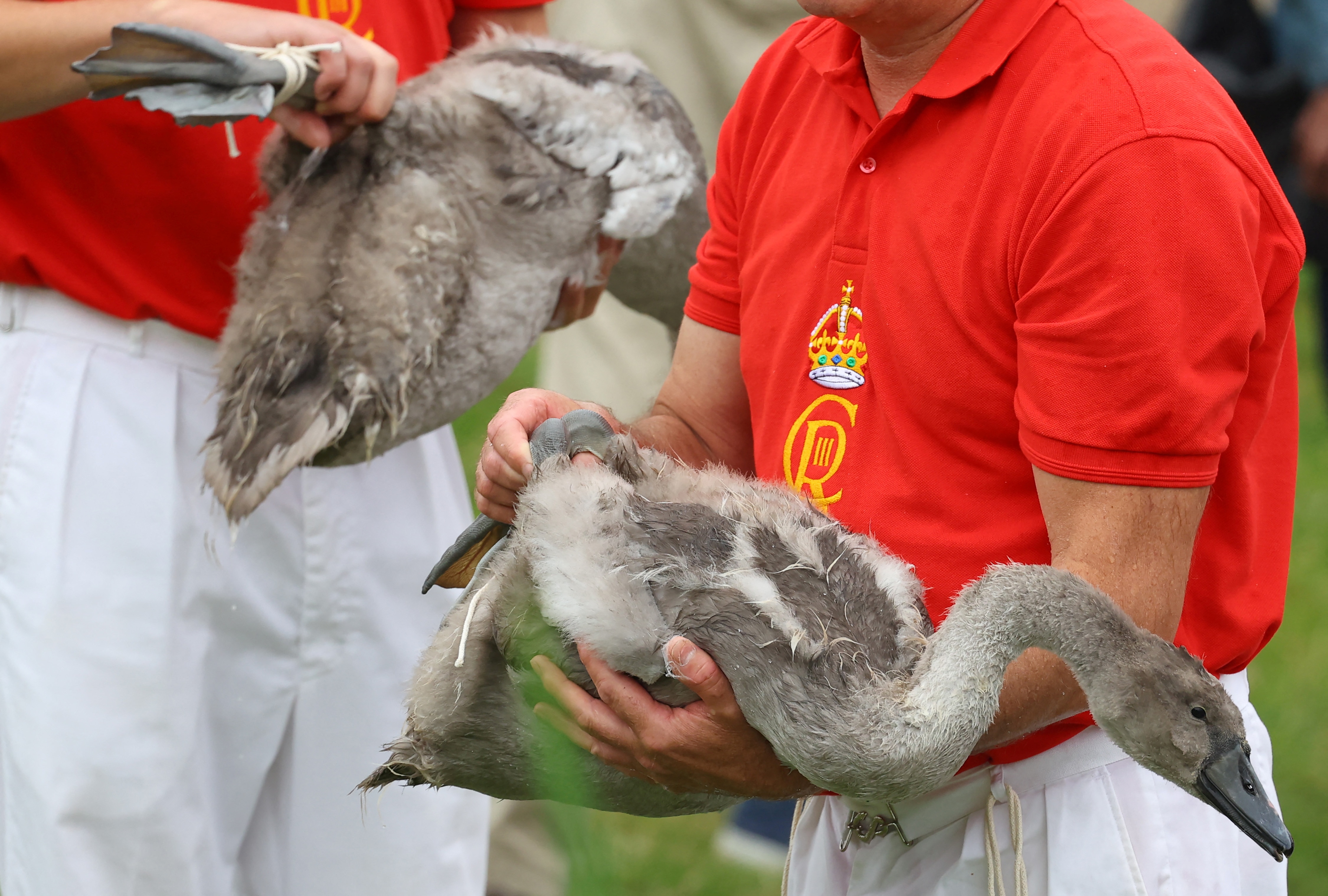 Everything you need to know about 'swan-upping,' the eccentric royal ...