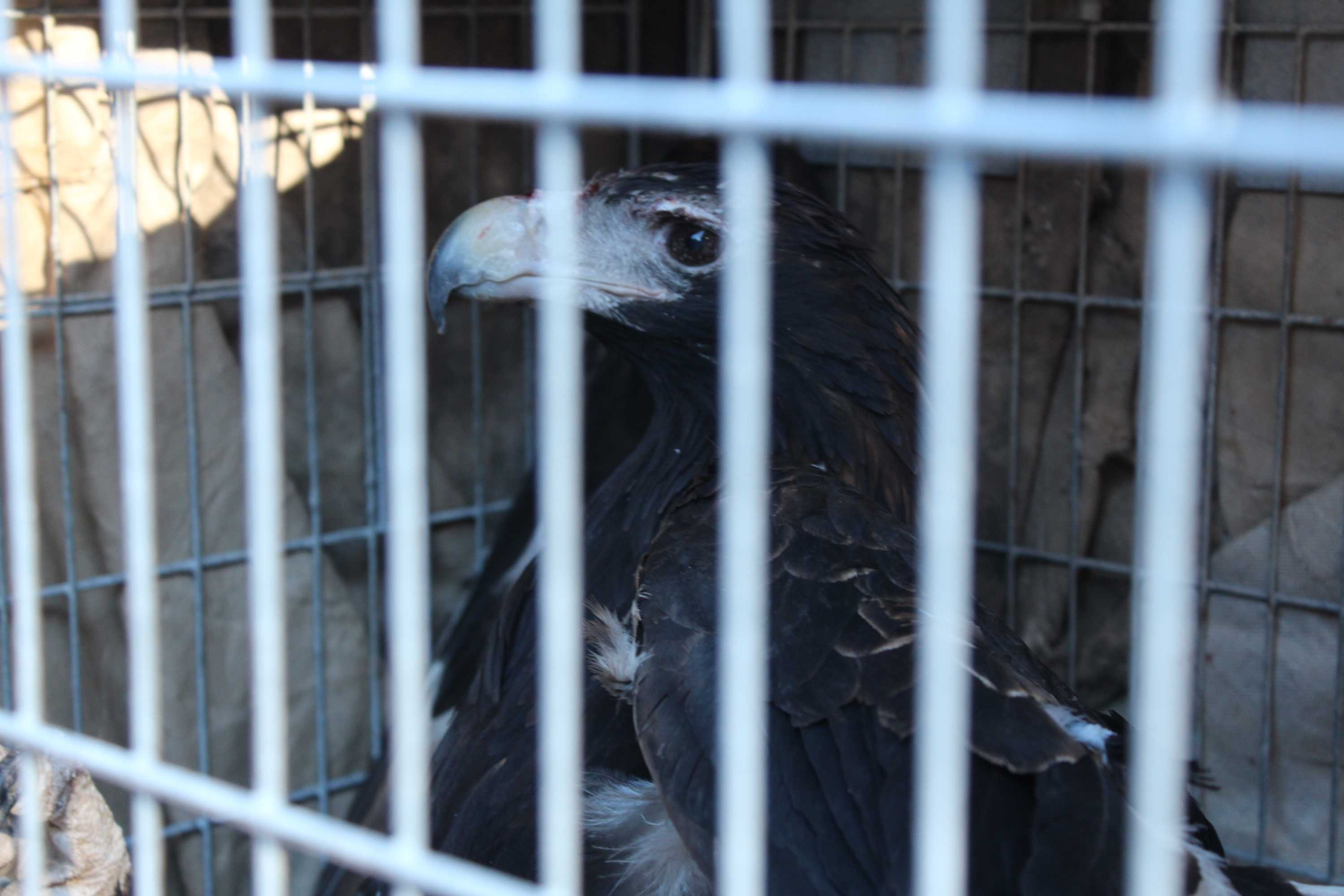 Wedge-tailed eagles back in flight a soaring triumph for wildlife ...