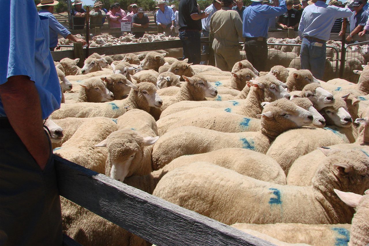 Softer demand Oatlands lamb sale - ABC News