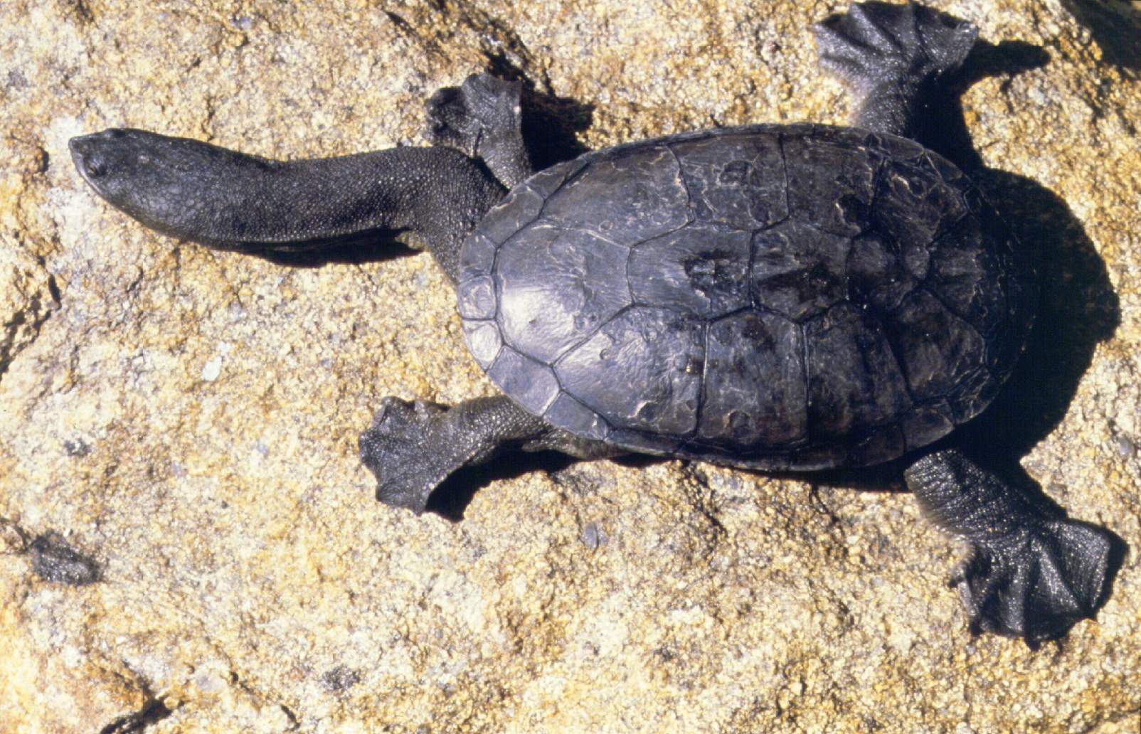 Dead turtle mystery stumps scientists and Traditional Owners of NT ...