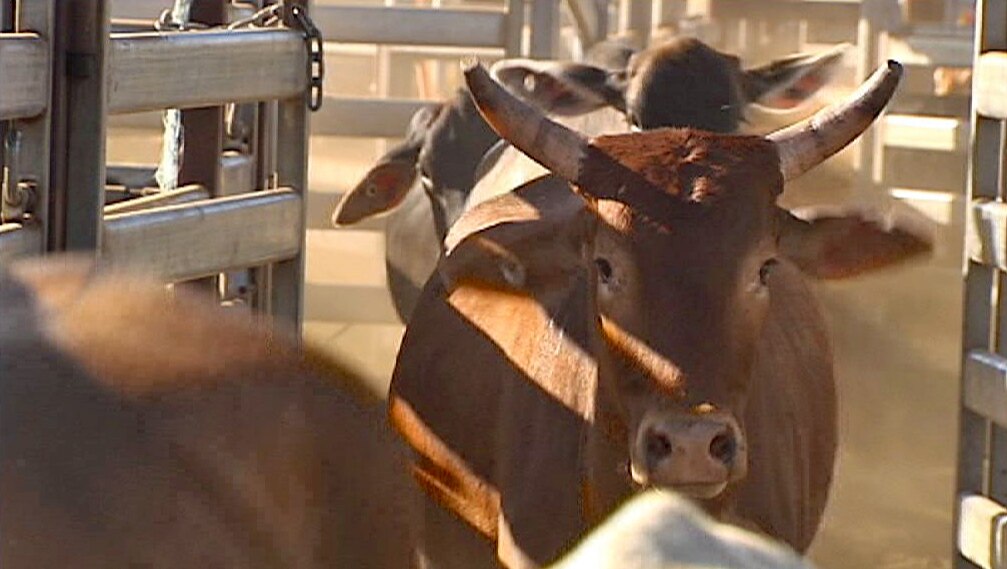 DNA test presents possible solution for beef industry's dehorning ...