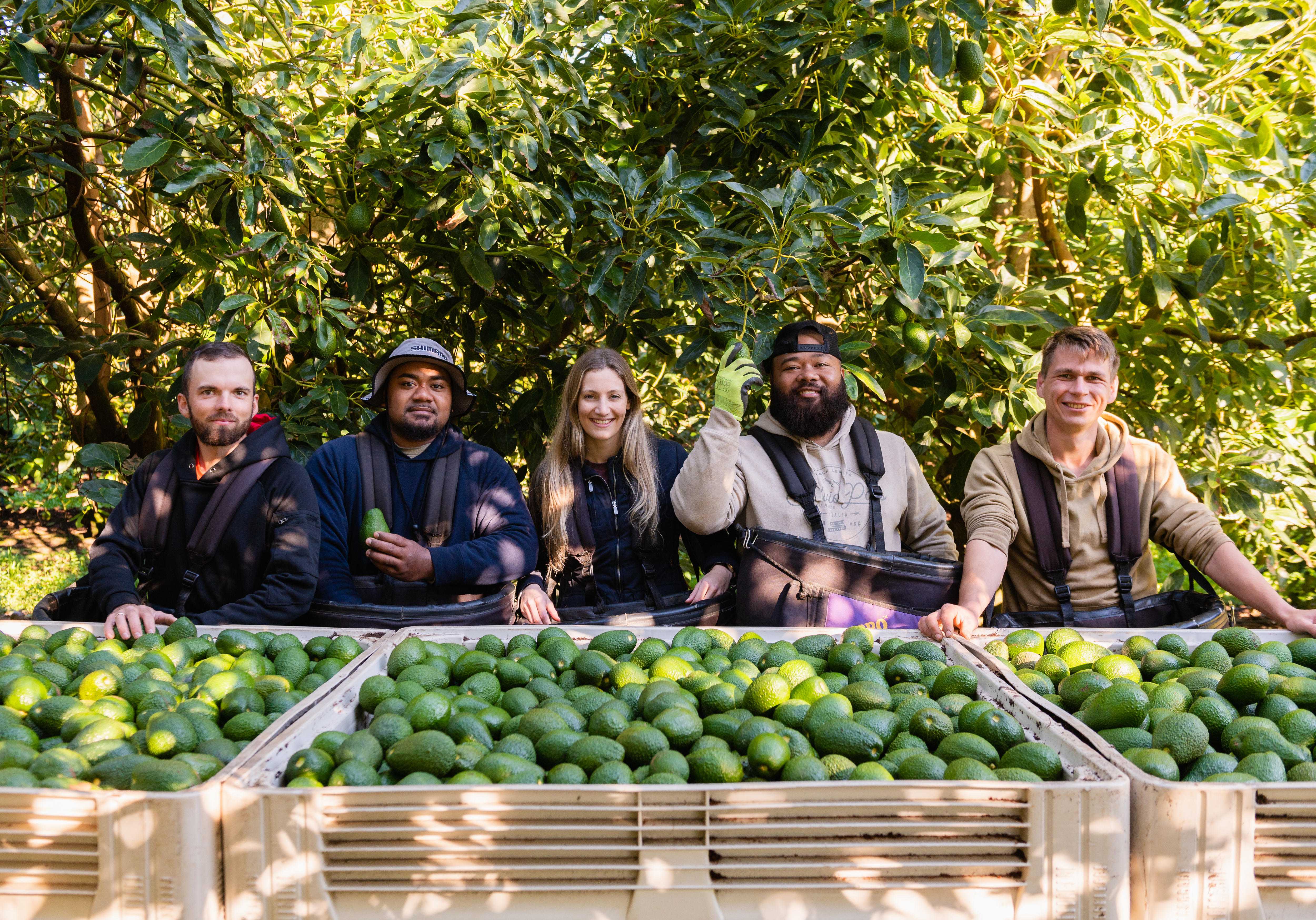 Labour supply issues, oversupply of produce leads to 'difficult ...