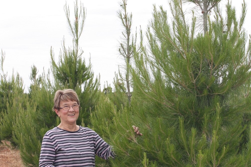 Riverland retirees keep authentic Christmas tree tradition alive - ABC News